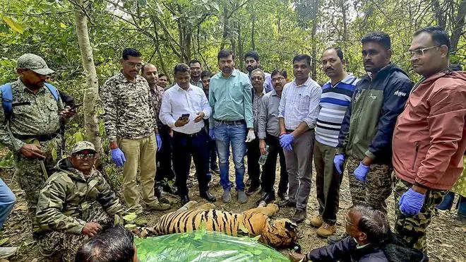Maharashtra Tiger Deaths: 8 Deaths in January 2025 Include Suspected Poaching Cases - Frontline